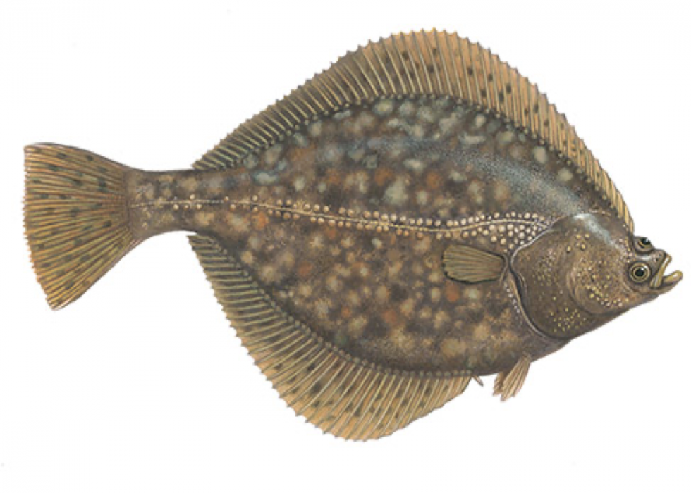 Fisch des Jahres 2017 – Die Flunder | LAV MV e.V.